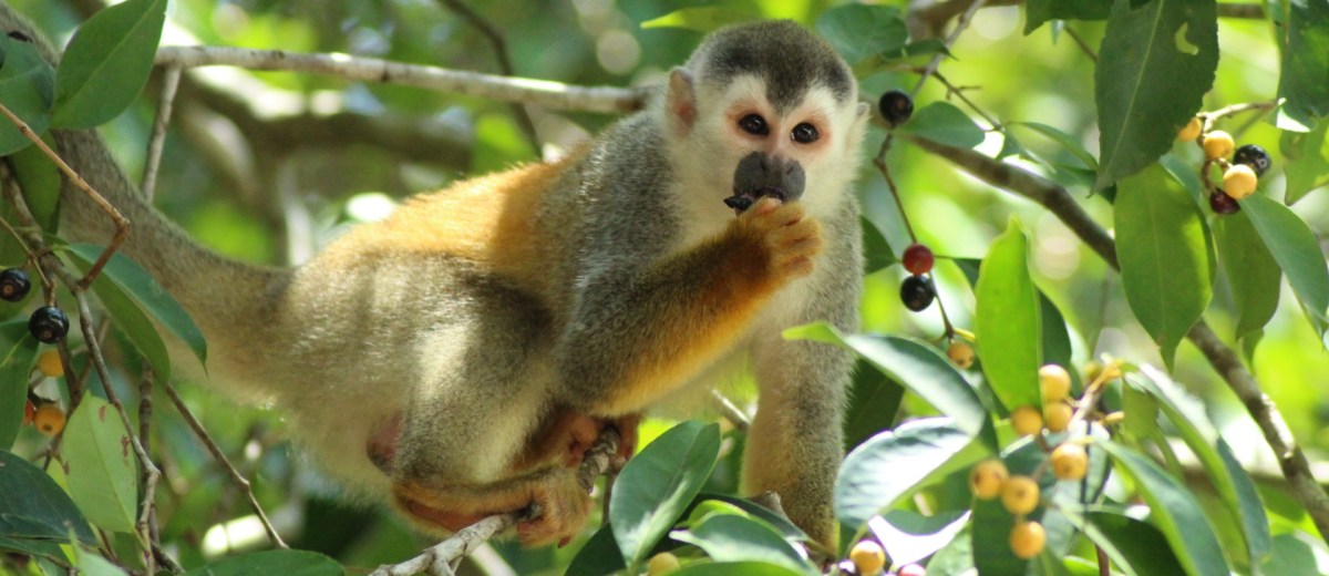 Reciprocity – The Eco Monkey